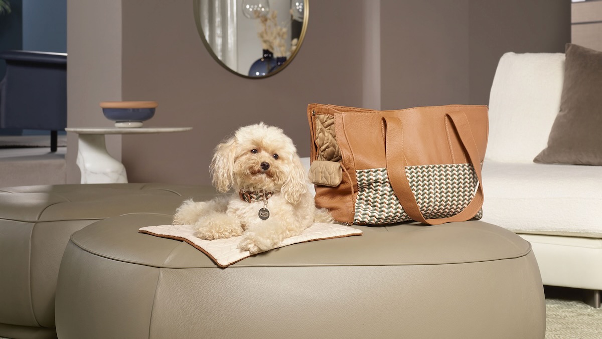 5 Best Pet Collections for Your Dog - Table Magazine