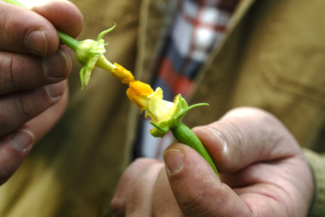 Row 7 Seed Company Grows Produce with Purpose and Breeds For Flavor ...