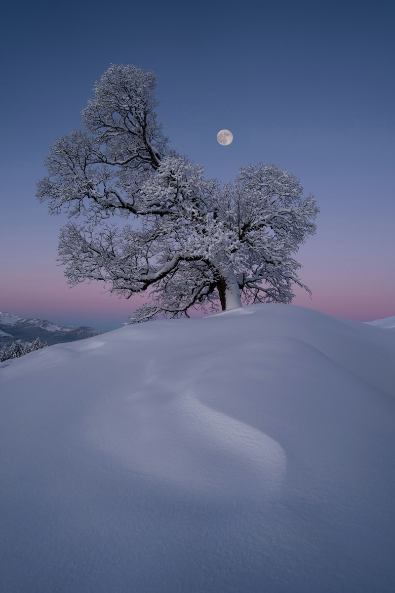 Your February 2026 Horoscope for the Full Moon in Leo - Table Magazine